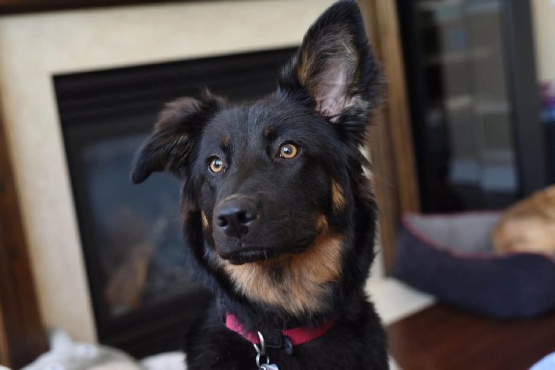 Fear Free Articles - Mac Animal Clinic