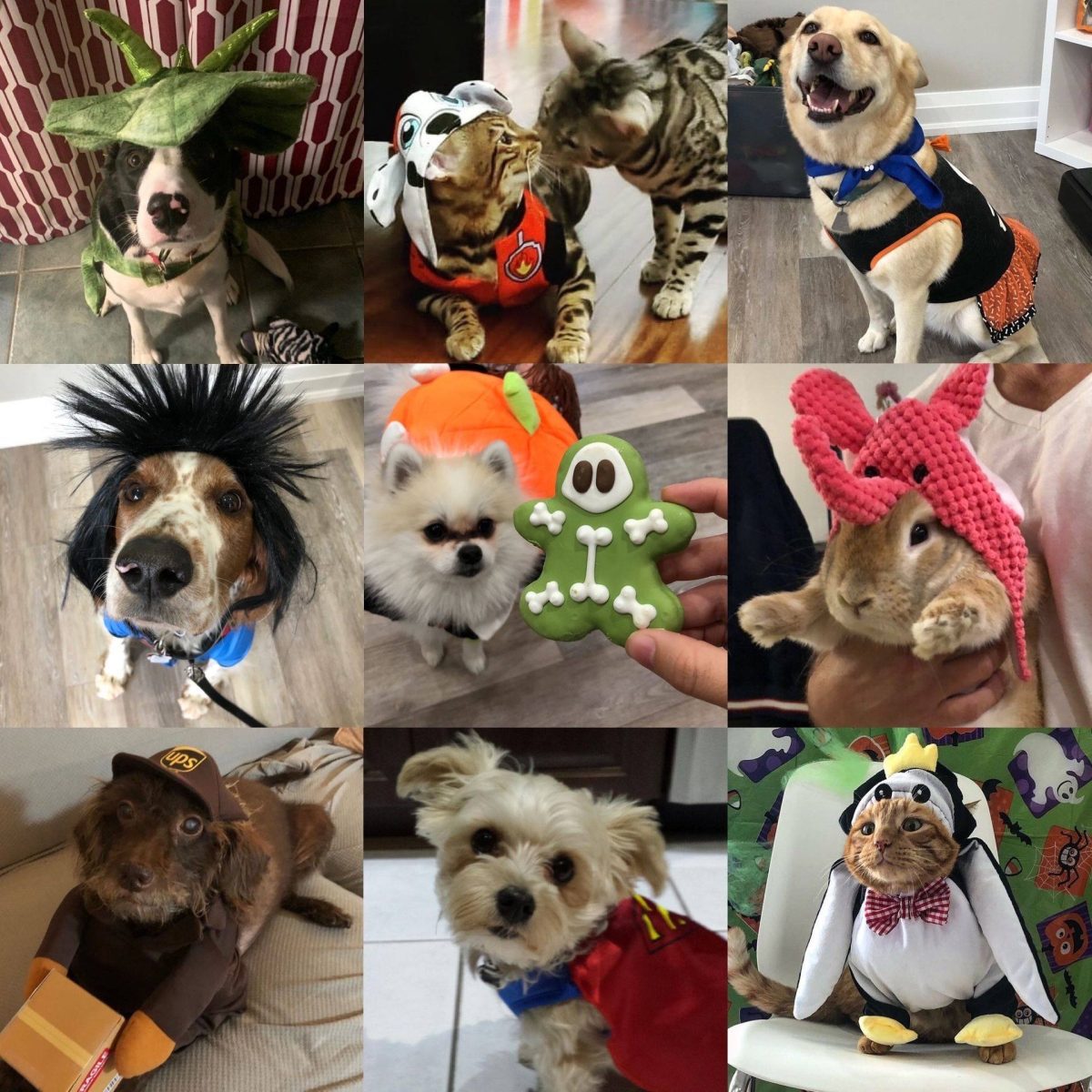Virtual Howloween Costume Contest | Oakville Vet - Mac Animal Clinic