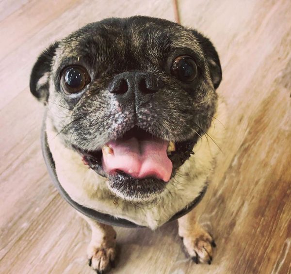 About Us - Mac Animal Clinic