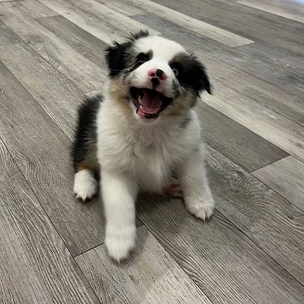 New Puppy Guide - Mac Animal Clinic